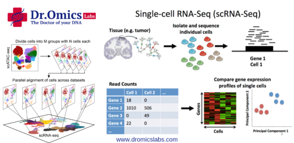 Single-Cell RNA Sequencing (scRNA-seq) - DrOmics Labs