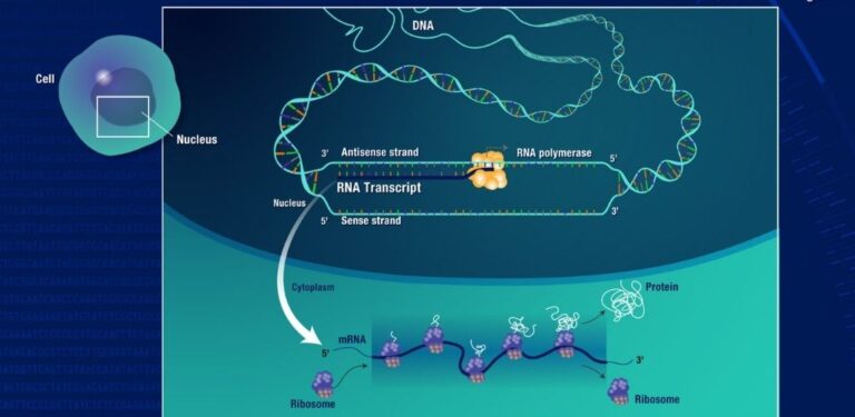 Role of transcriptomics in infectious diseases - DrOmics Labs