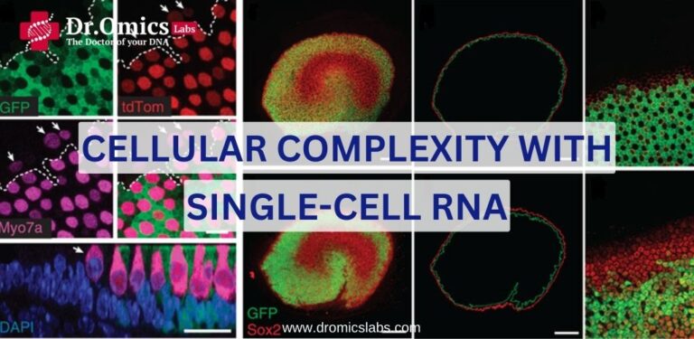 Wonders of Cellular Complexity through Single-Cell RNA Sequencing (scRNA-Seq) - DrOmics Labs