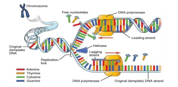 Dna Replication In Eukaryotes A Comprehensive Guide Dromics Labs